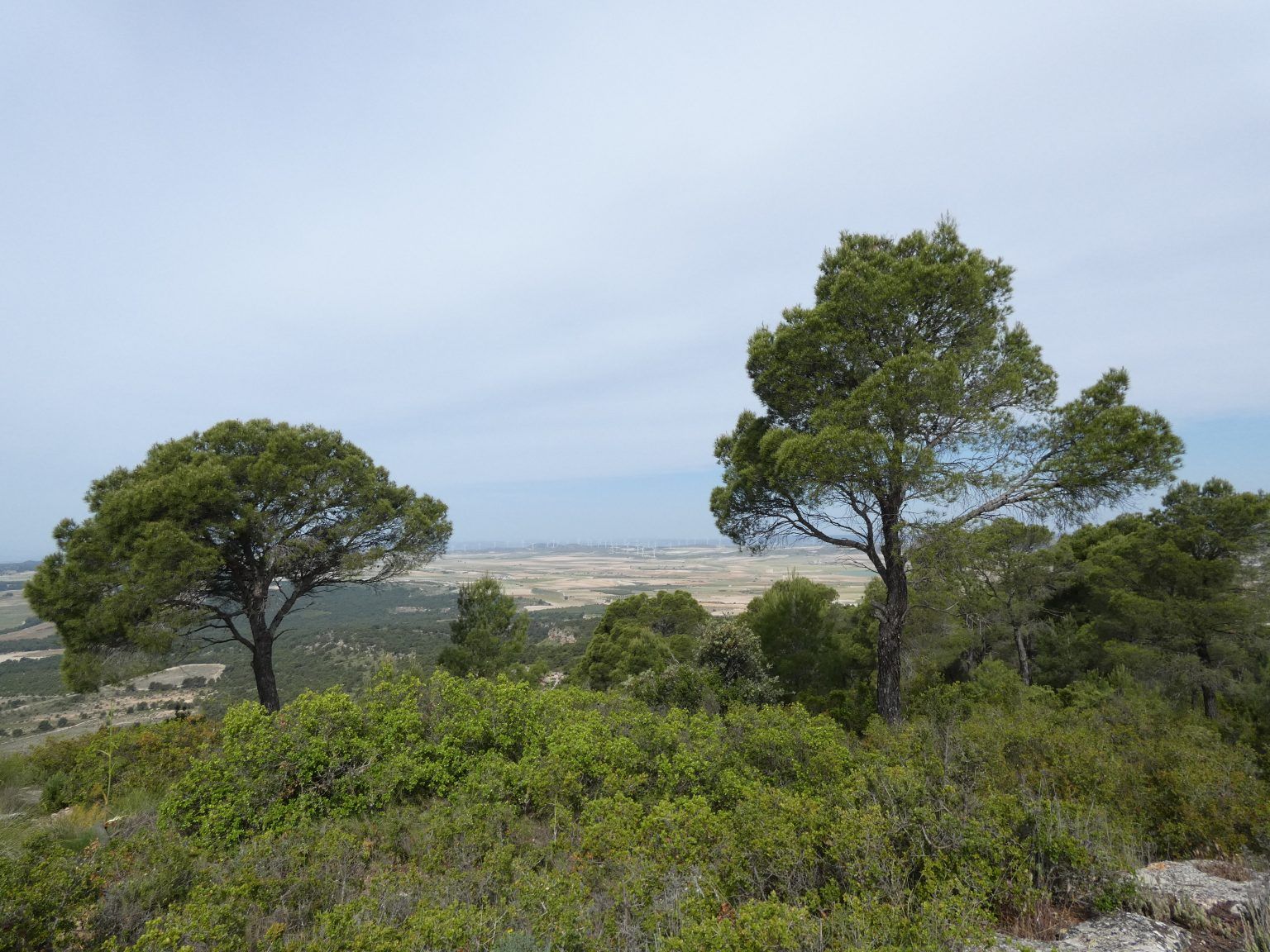 Yecla: Monte Arabí - Rutas para todos